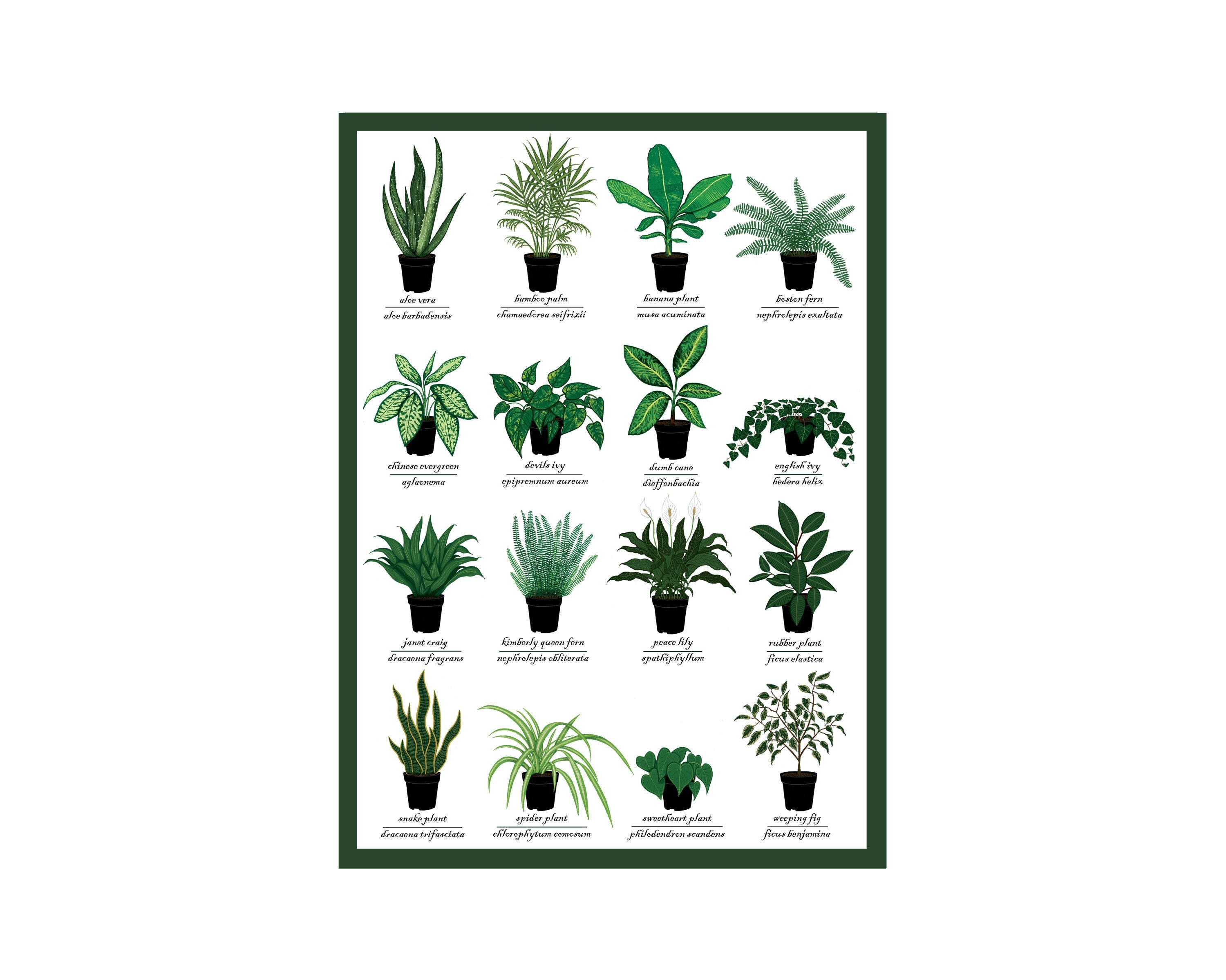 Houseplants Greetings Card - Plant Identification Chart W/ Common ...