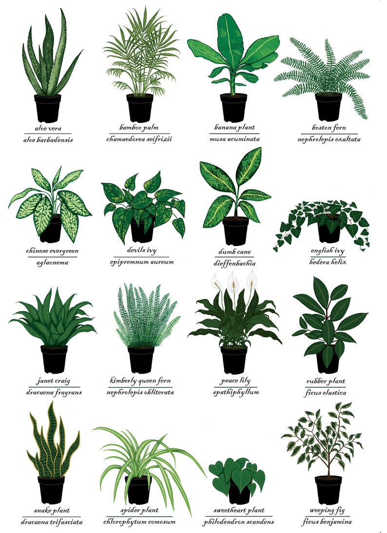Houseplants Greetings Card - Plant Identification Chart W/ Common ...