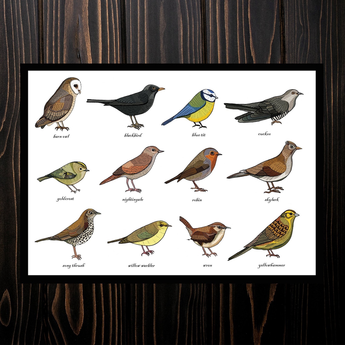 Songbirds Identification Chart Print A3 - Zoology - Ornithology - Bird ...