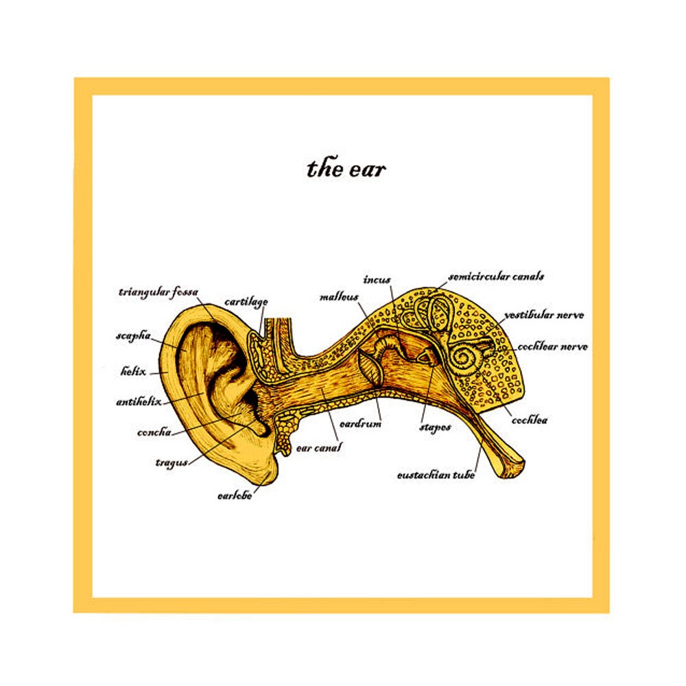 The Ear Greetings Card - Etsy