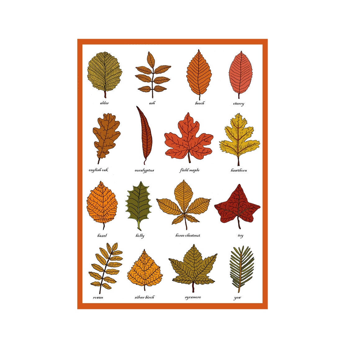Autumn Leaves Greetings Card Leaf Identification Chart Plant Morphology ...