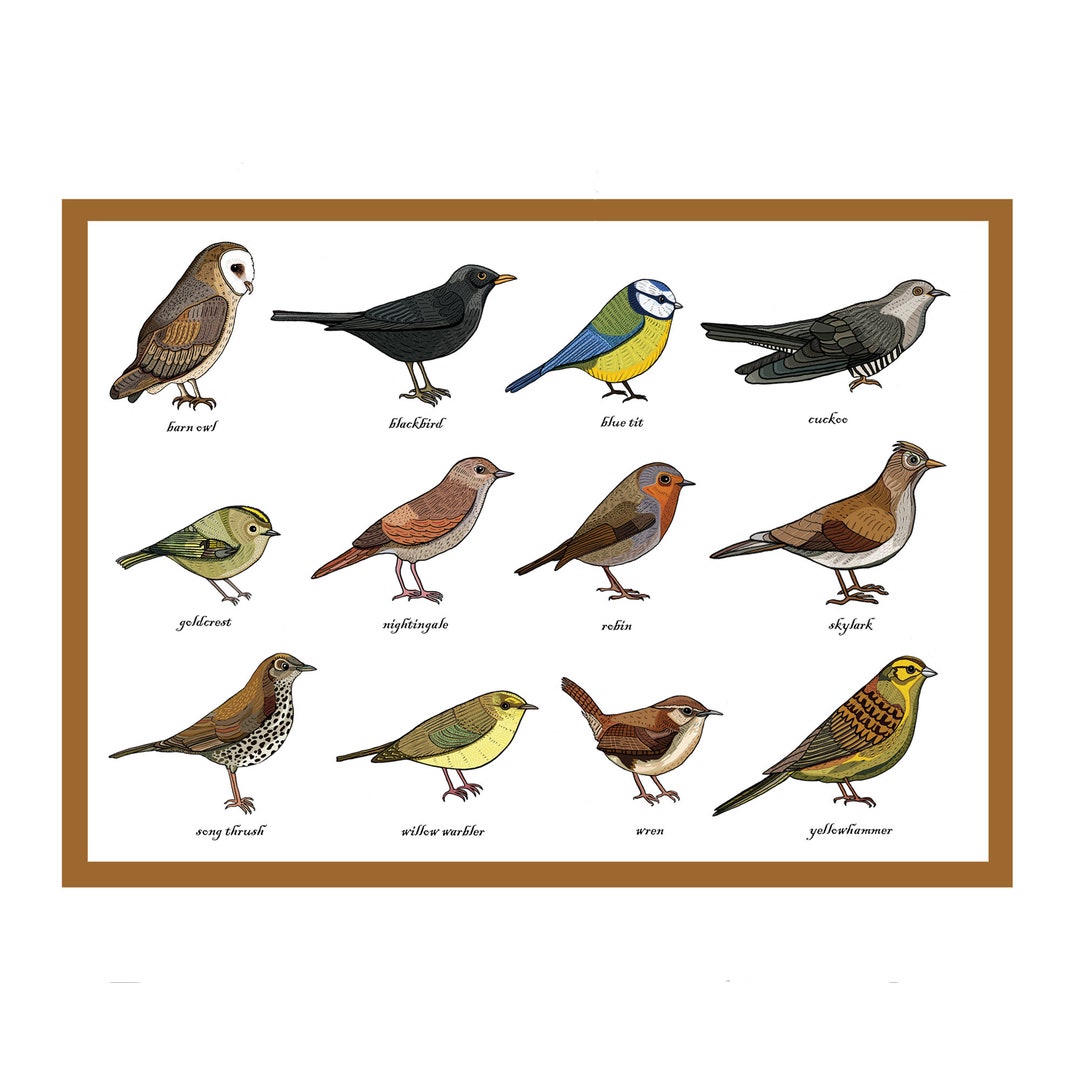 Songbirds Greetings Card - Identification Chart - Zoology - Ornithology ...