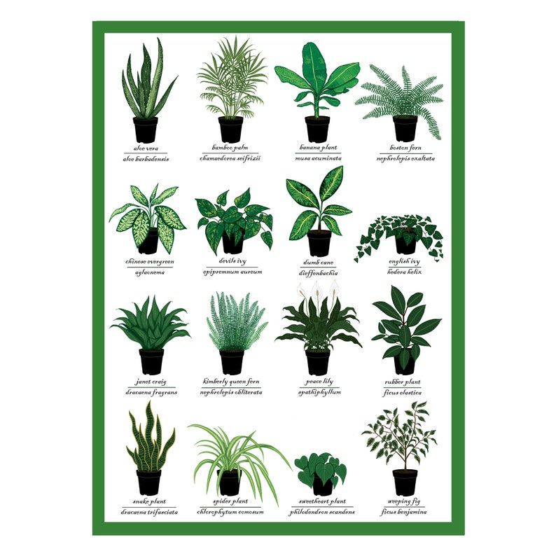 Houseplants Greetings Card - Plant Identification Chart - Etsy