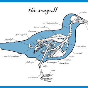 The Seagull Greetings Card - Skeleton Art - Bird Anatomy Print - Etsy