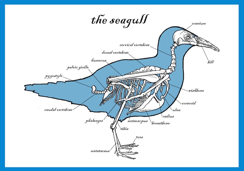 The Seagull Greetings Card - Skeleton Art - Bird Anatomy Print - Etsy