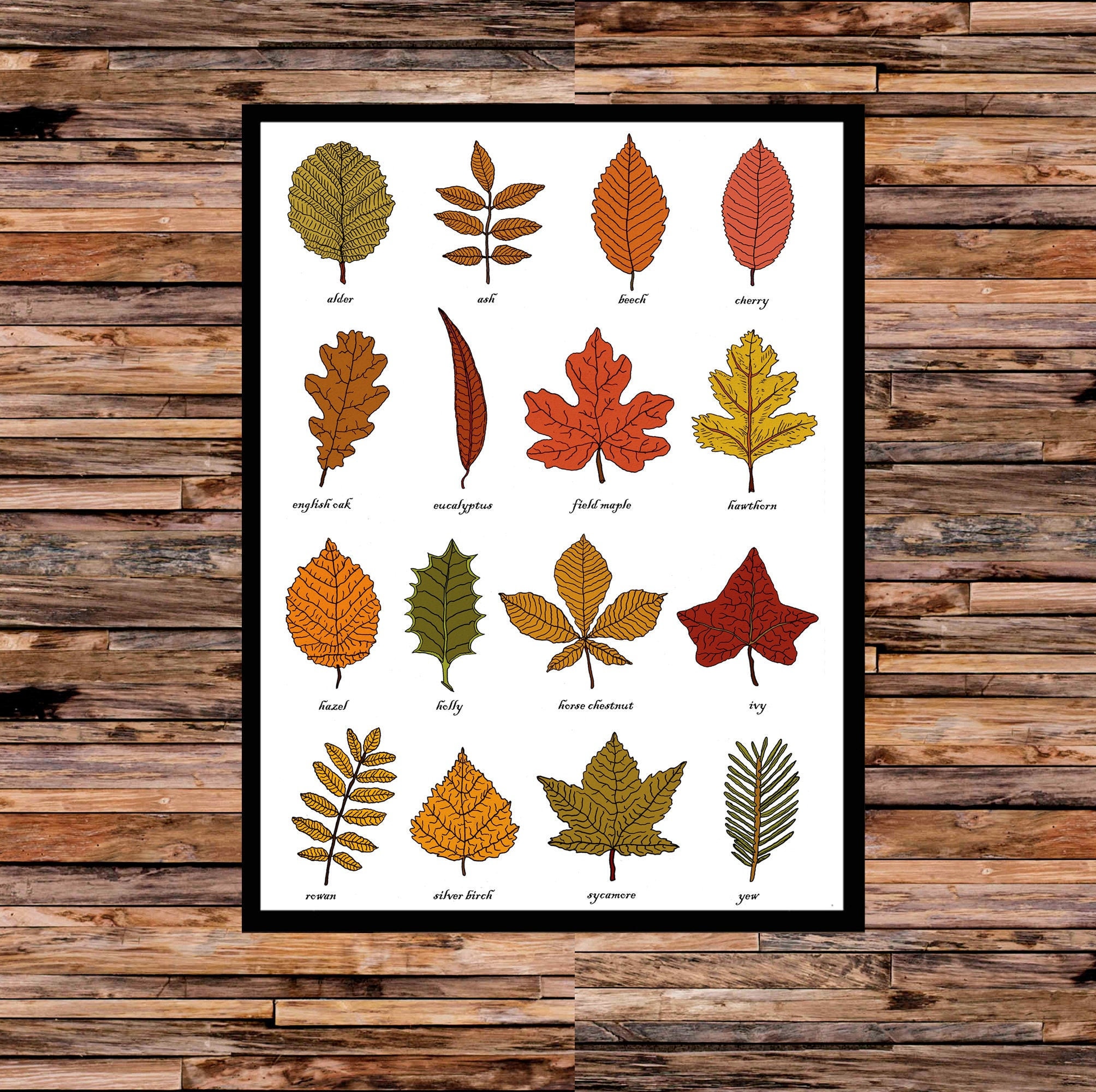 Autumn Leaves Identification Print - Wall Art Chart - Botanical Leaf ...