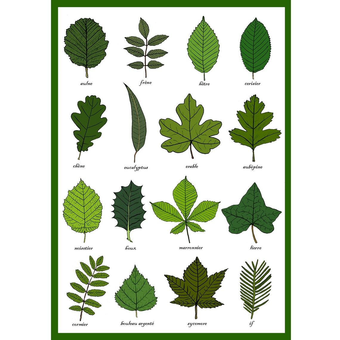 Leaves Greetings Card Leaf Identification Chart Plant - Etsy