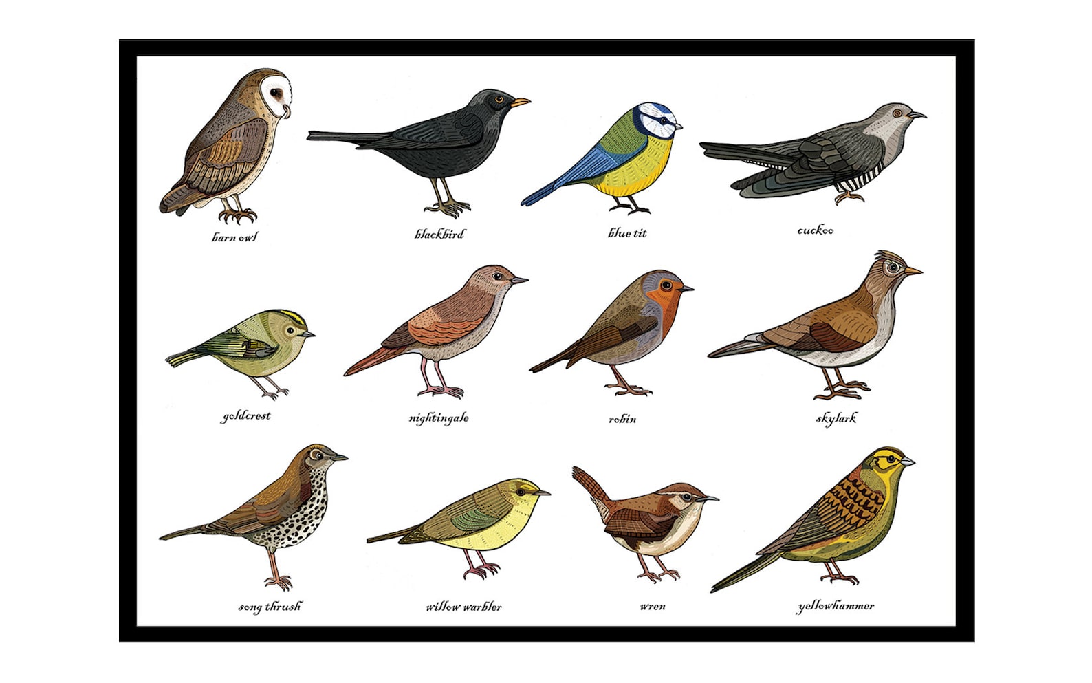 Songbirds Identification Chart Print A3 - Zoology - Ornithology - Bird ...