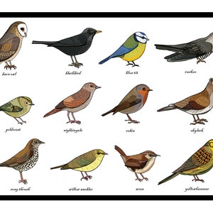 Songbirds Identification Chart Print A3 - Zoology - Ornithology - Bird ...