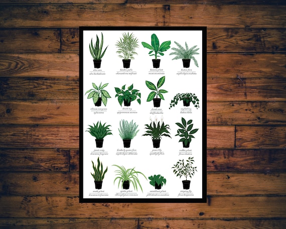A Chart Of Common Houseplants And Their Botanical Names A Z List Of