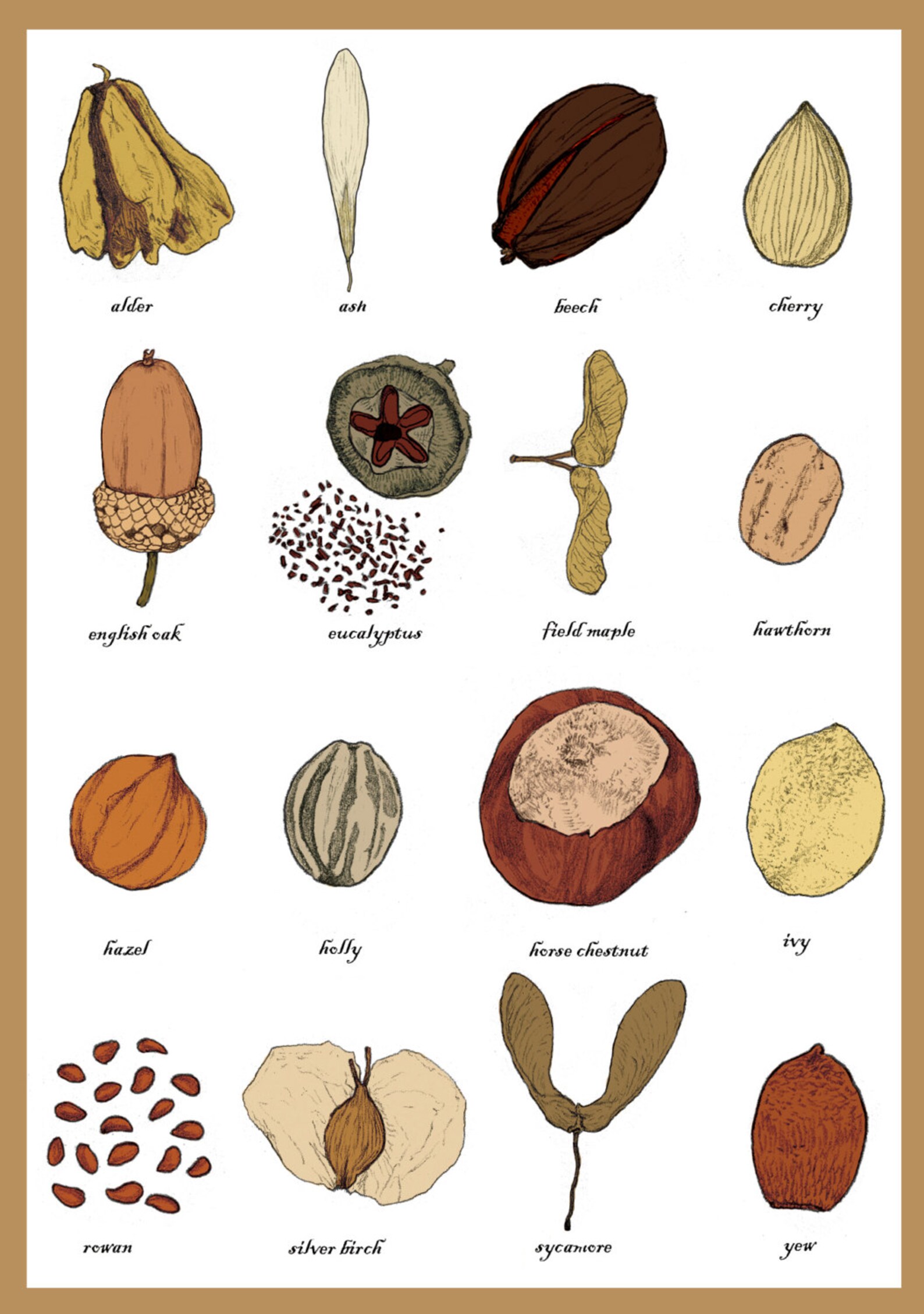 Seeds Greetings Card - Identification Chart - Spermology - Study of ...