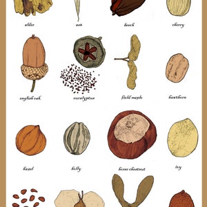 Seed Identification Chart Greetings Card - Gardeners Gift - Nature ...
