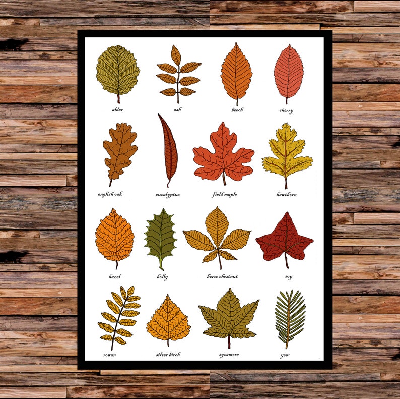 Autumn Leaves Identification Print - Wall Art Chart - Botanical Leaf ...