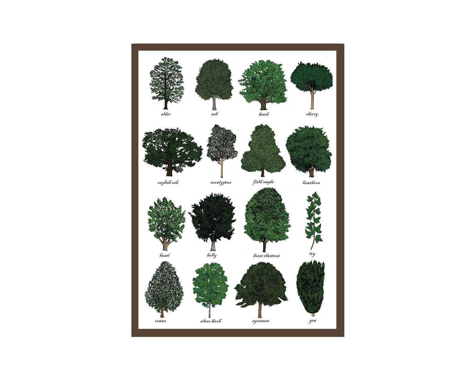 Trees Greetings Card Tree Identification Chart Dendrology Study of ...