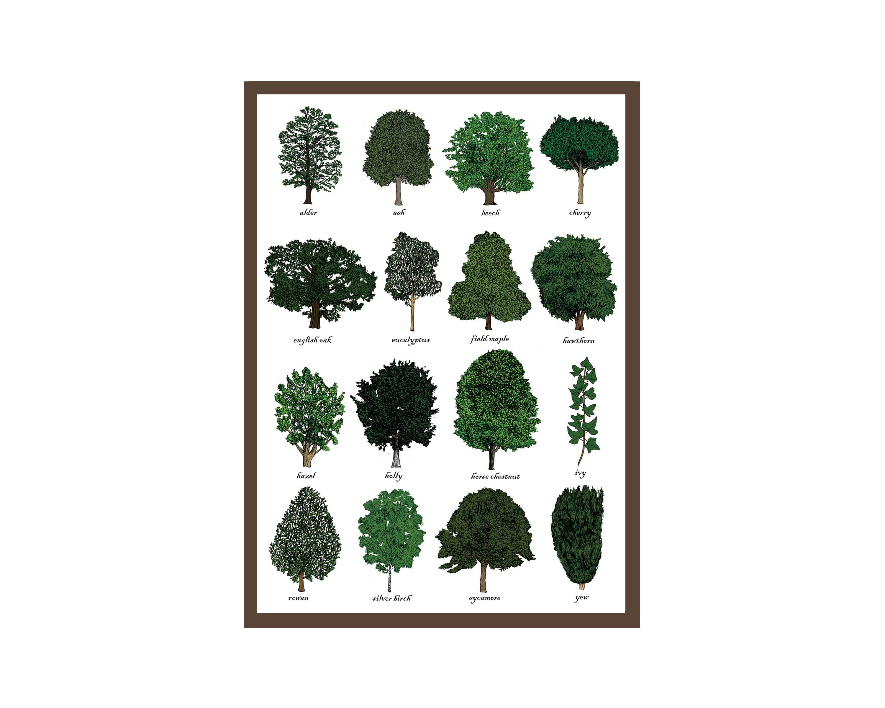 Trees Greetings Card Tree Identification Chart Dendrology Study of ...