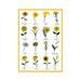 The Language of Yellow Flowers - Identification of Flower - Botanical ...