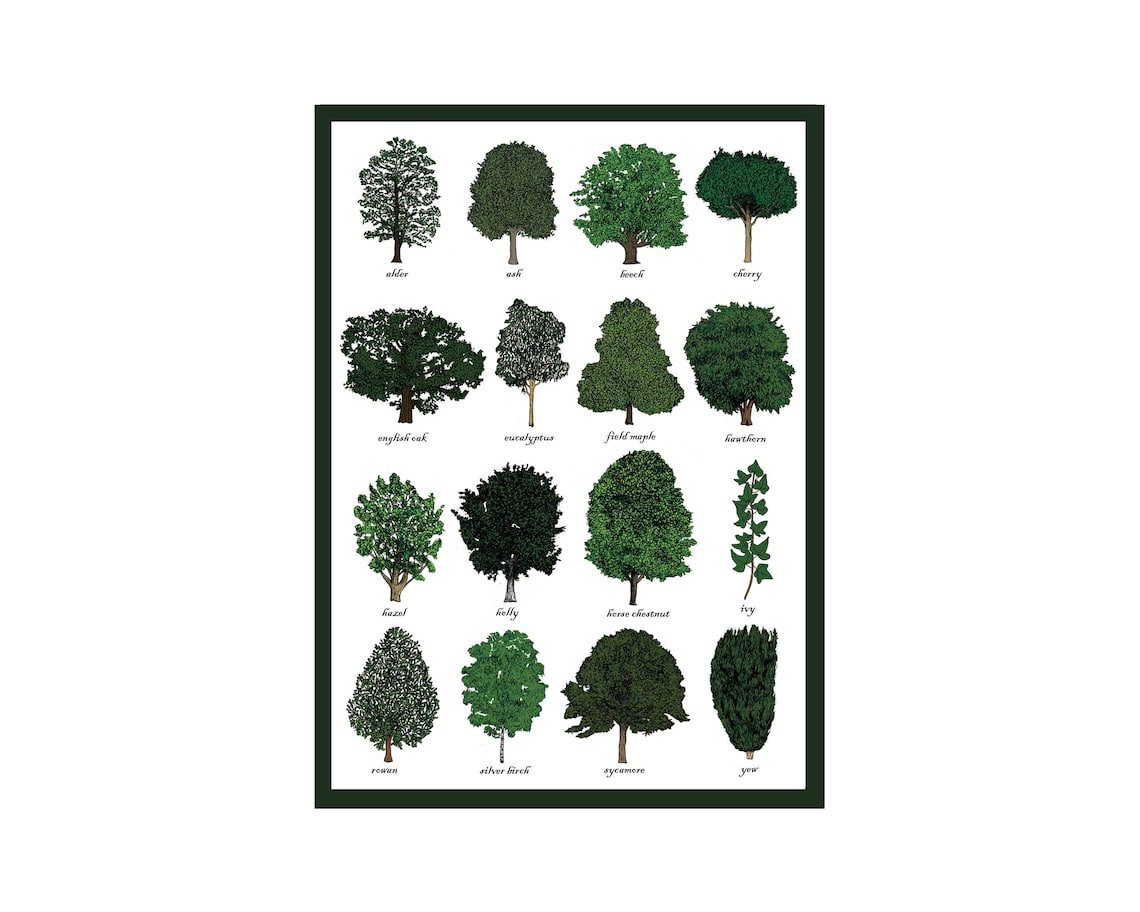 Trees Greetings Card - Tree Identification Chart - Dendrology - Study ...