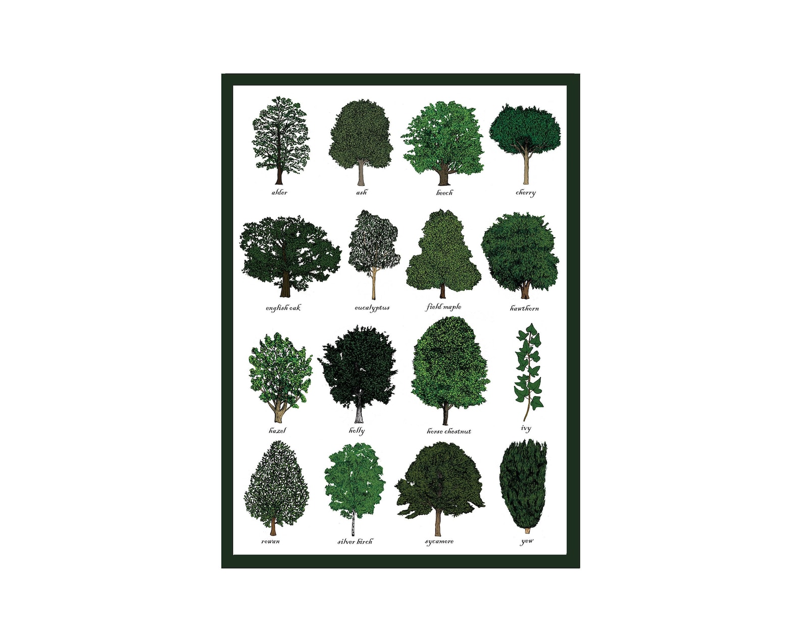 Trees Greetings Card - Tree Identification Chart, Gardening Art - New ...