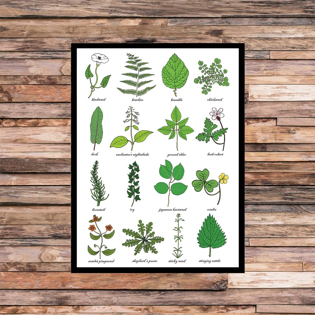 A3 Weeds Print Weed Identification Chart Horticulture - Etsy UK