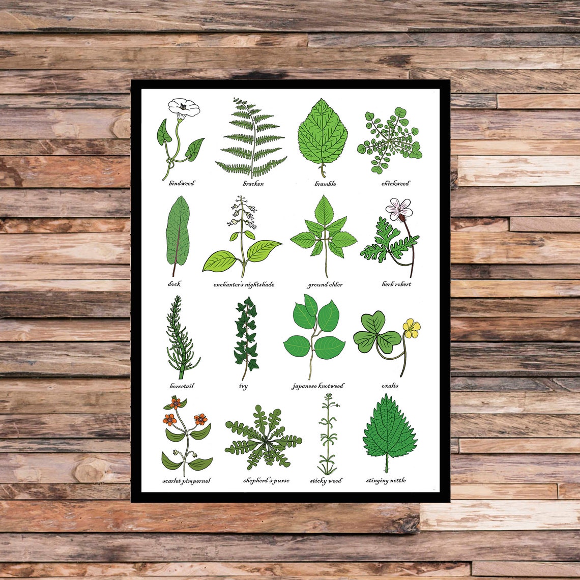 A3 Weeds Print Weed Identification Chart Horticulture - Etsy