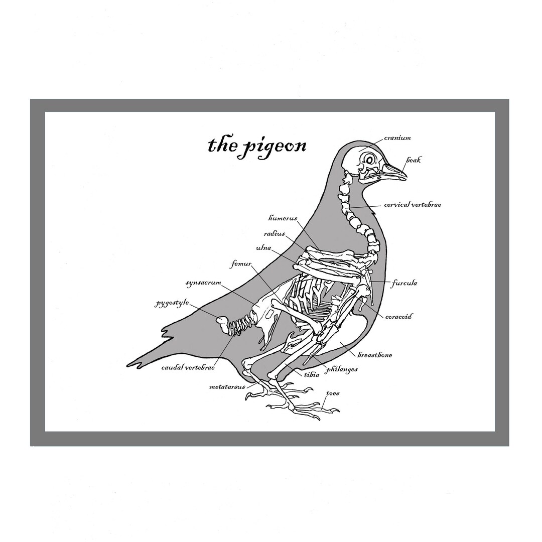 The Pigeon Greetings Card - Skeleton Art - Anatomy - Nature - New - Etsy UK