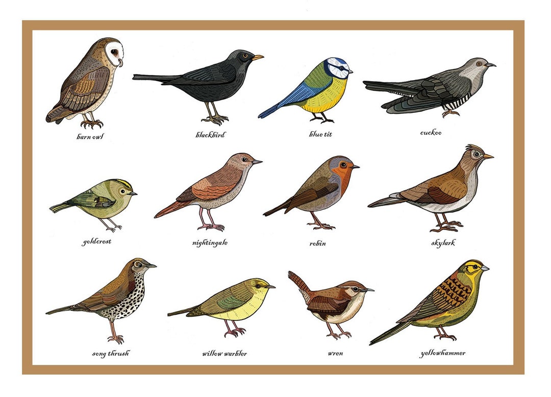Songbirds Greetings Card Identification Chart Zoology - Etsy