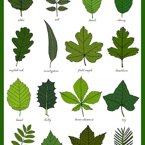 Leaf Identification Chart Greetings Card – Plant Morphology, Garden Art ...