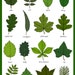 Leaves Greetings Card - Leaf Identification Chart - Plant Morphology ...