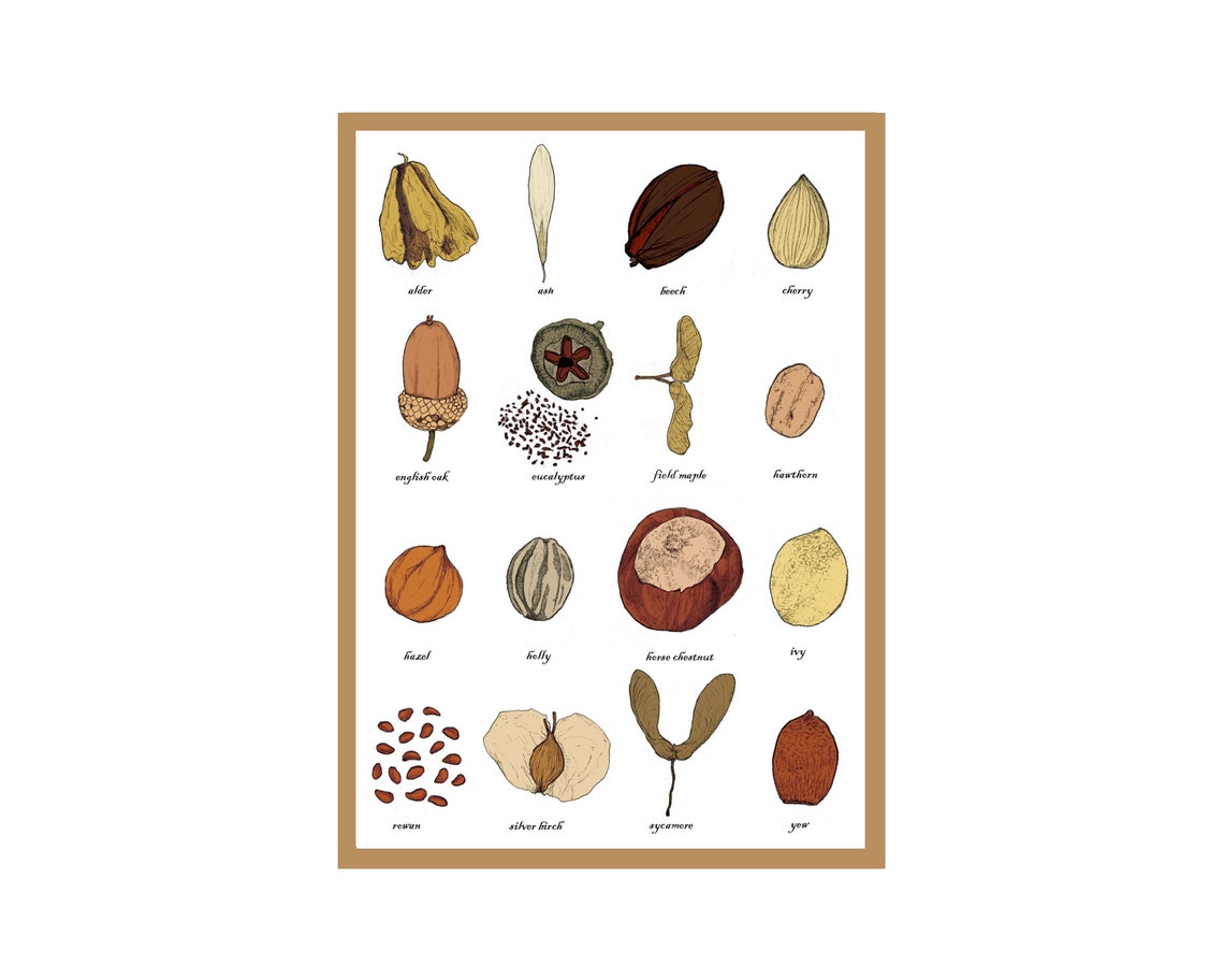 Seeds Greetings Card - Identification Chart - Spermology - Study of ...