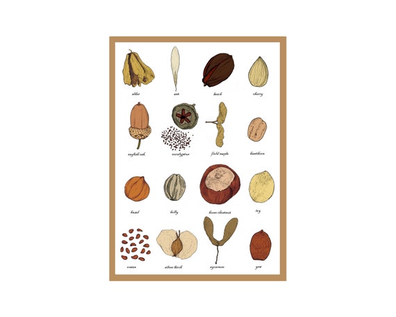 Vegetable Seed Identification Chart Ammoniacum Seeds Apothecary's