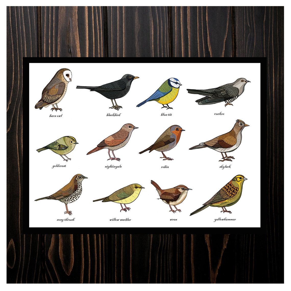Songbirds Identification Chart Print A3 - Zoology - Ornithology - Bird ...