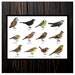 Songbirds Identification Chart Print A3 - Zoology - Ornithology - Bird ...