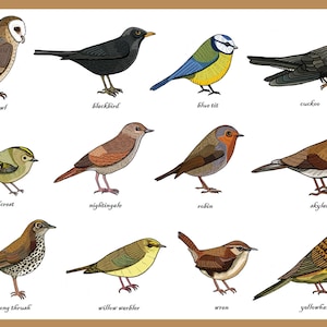 Songbirds Greetings Card - Identification Chart - Zoology - Ornithology ...