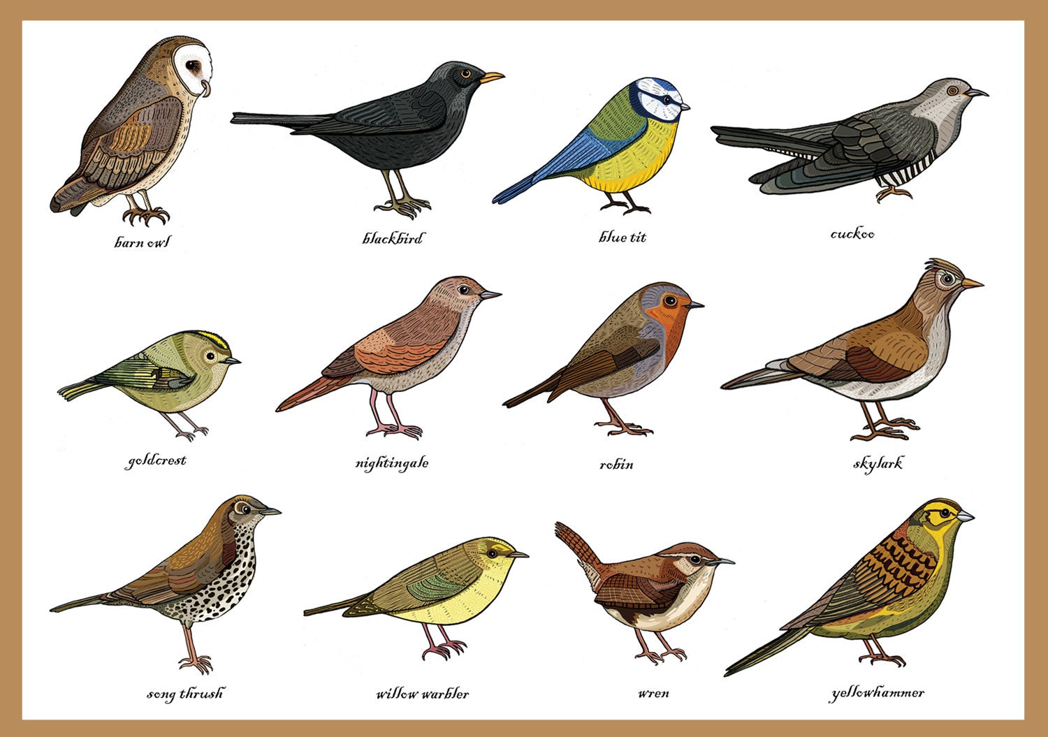 Songbirds Greetings Card - Identification Chart - Zoology - Ornithology ...