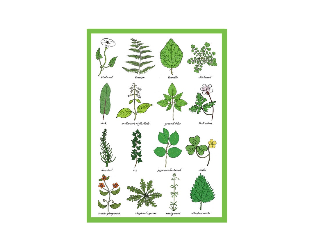 Weeds Identification Chart Greetings Card – Gardening Art Print - New ...