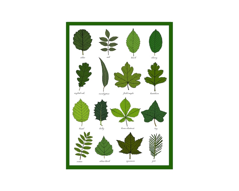Leaves Greetings Card - Leaf Identification Chart - Plant Morphology ...