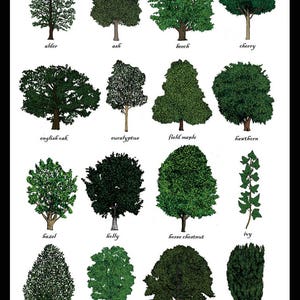 Trees Identification Print Wall Art Chart Dendrology Tree Art Print ...