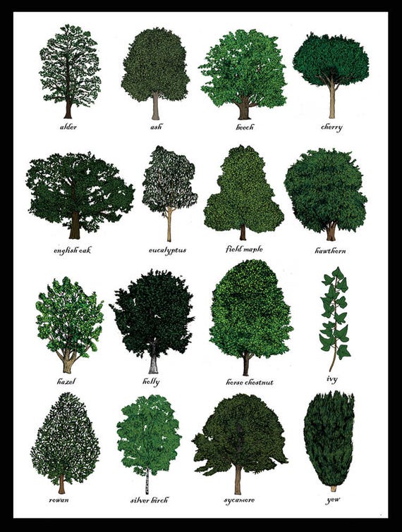 Tree Identification Chart