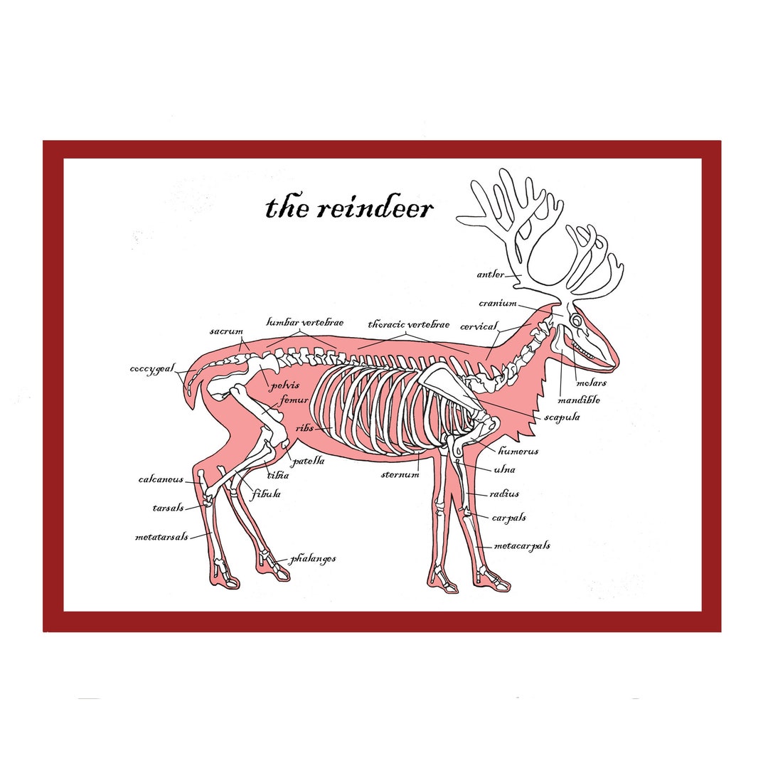 The Reindeer Skeleton Greetings Card - Alternative Unique Christmas ...