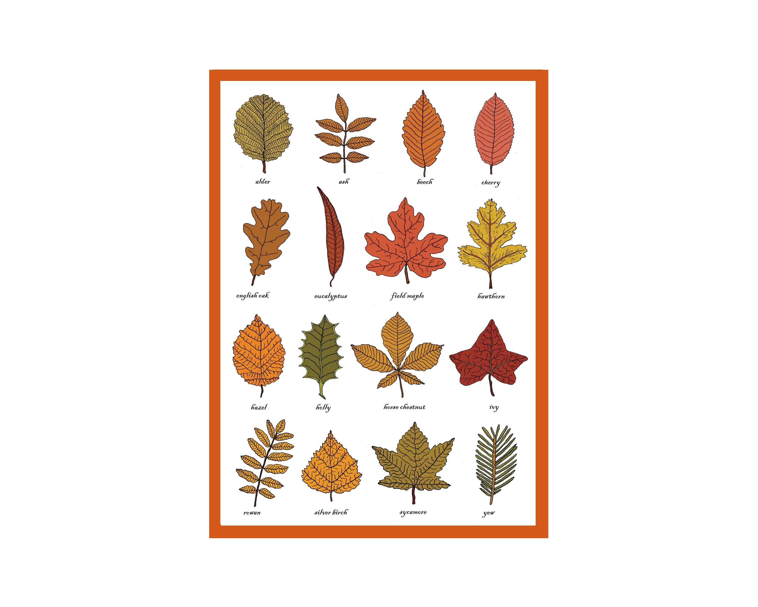 Leaves Identification Chart Sticker Mit "Tree Leaves Or Leaf Shapes