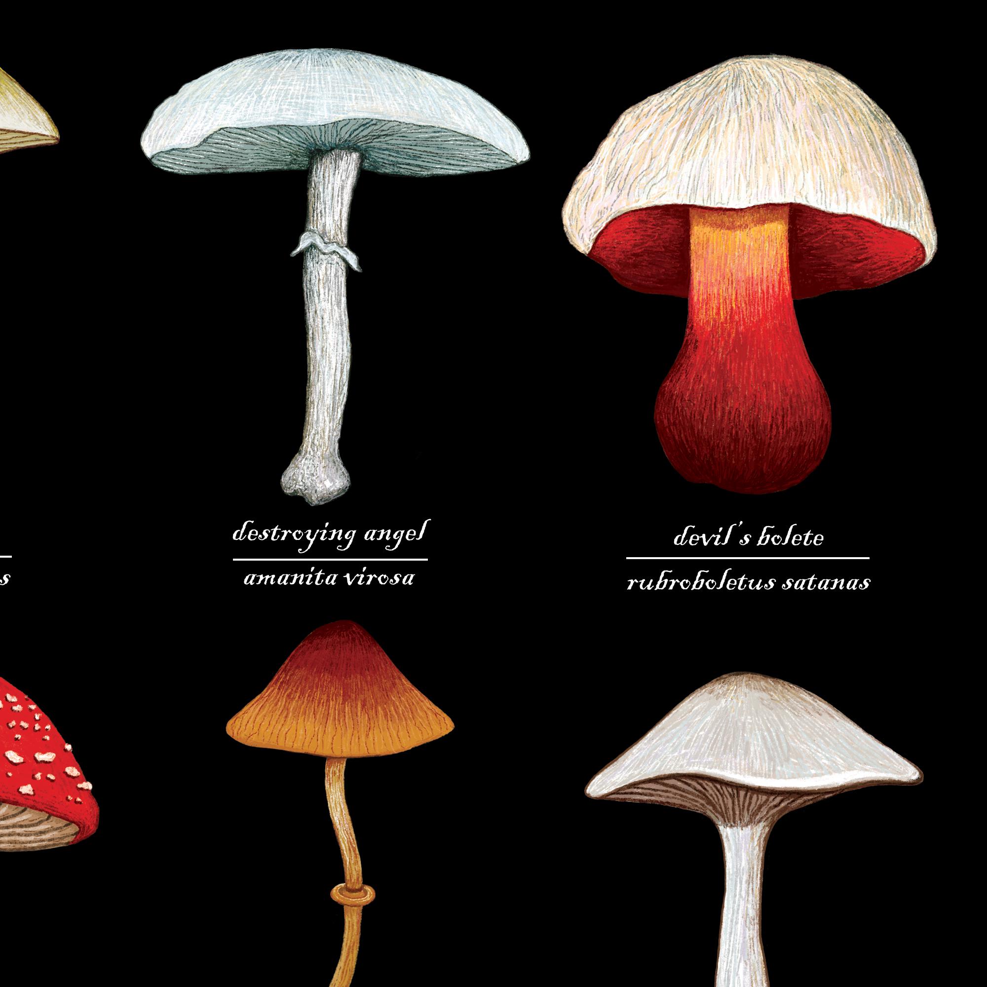 Poisonous Mushrooms Giclée Print Identification Chart Nature Art Size ...