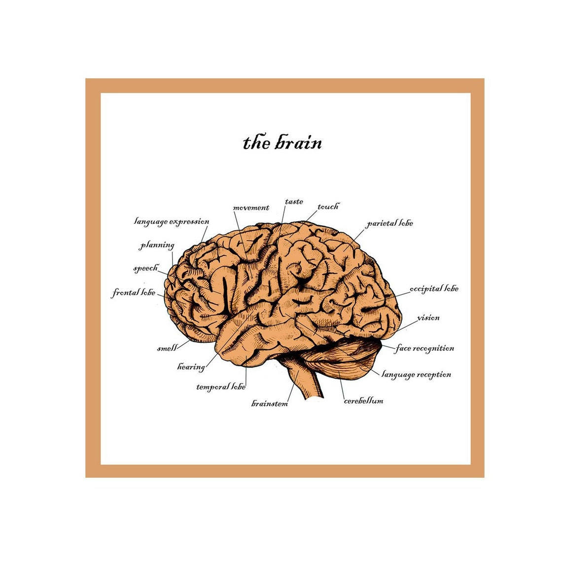 The Brain Greetings Card / Education / Graduation / Neurology Art Card ...
