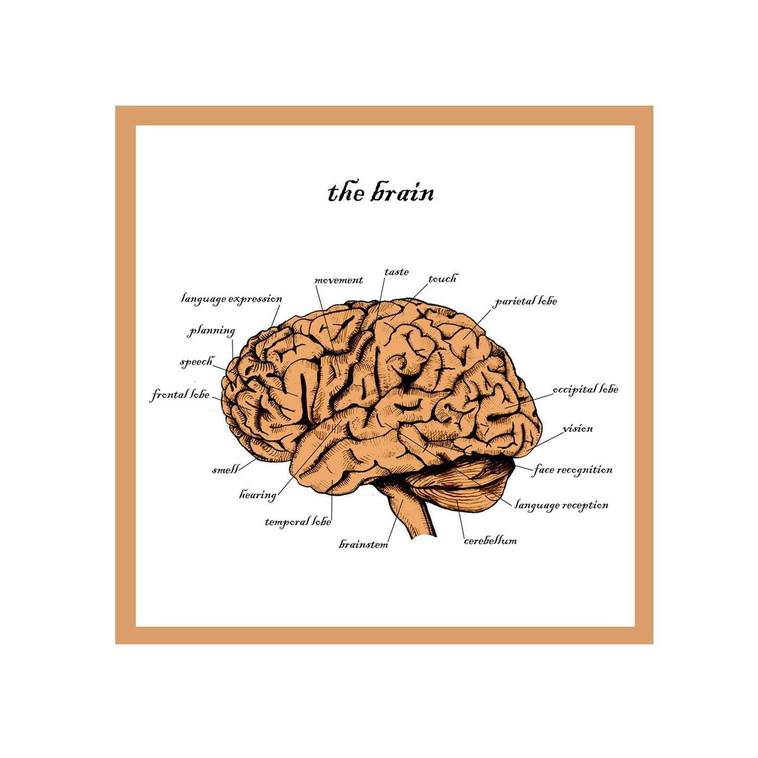 The Brain Greetings Card / Education / Graduation / Neurology Art Card ...