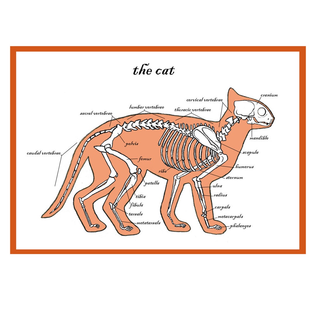 The Cat Greetings Card Science Anatomy Skeleton Bones Animal - Etsy