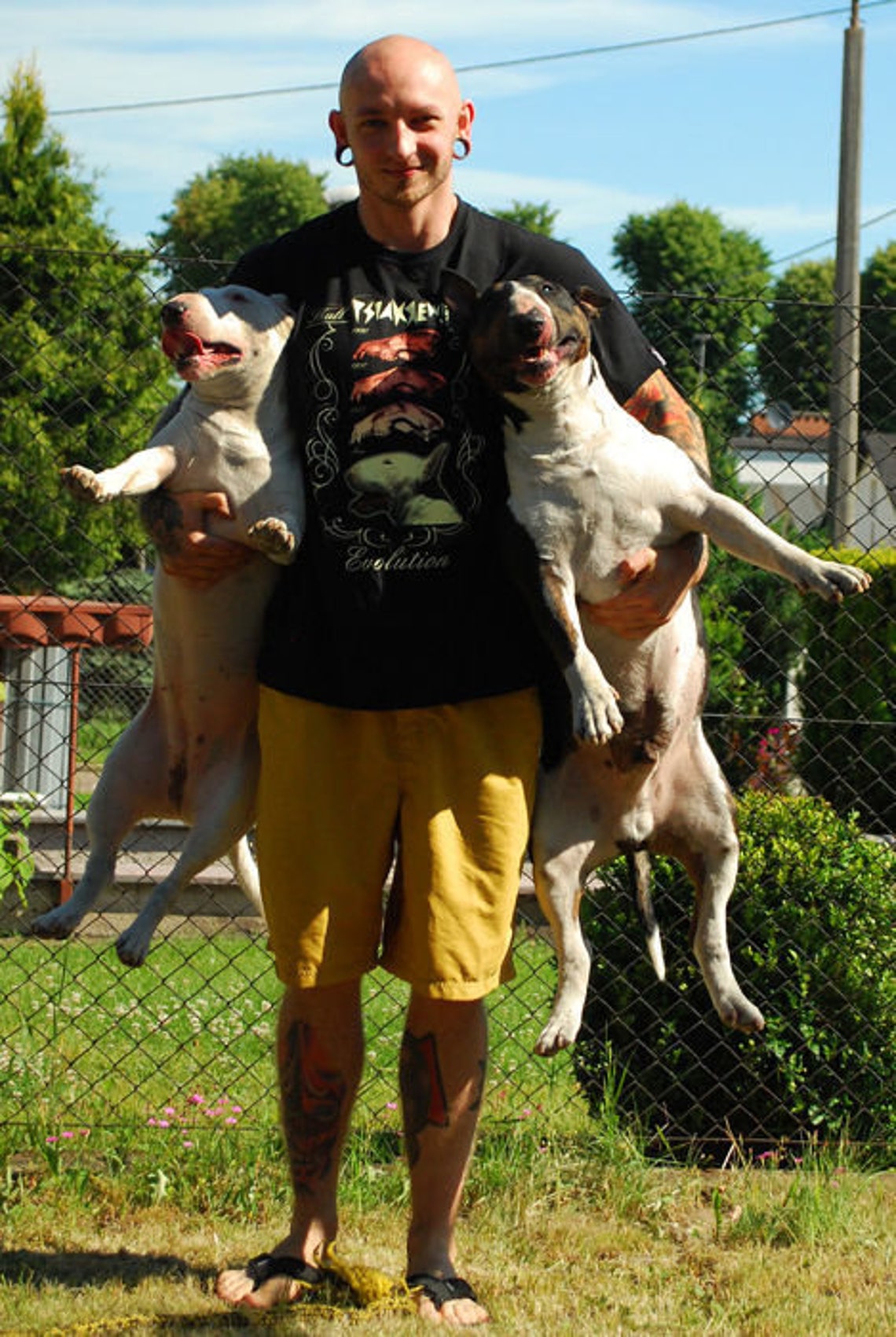 Bull Terrier T-shirt Bull Terrier Evolution Hand Print Shirt | Etsy