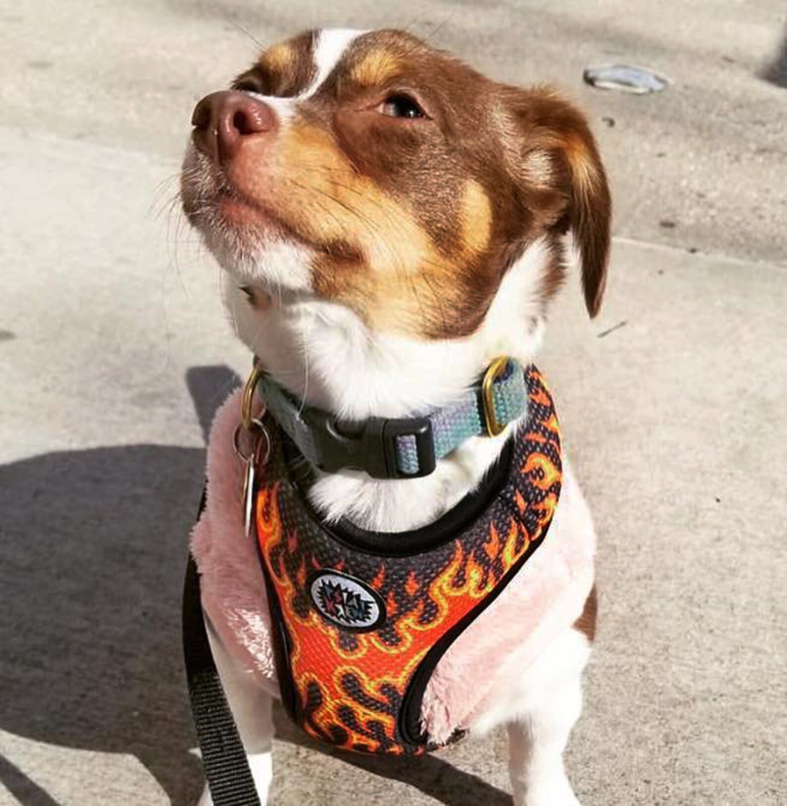 Dog Harness, Always Feeling Cool, Super Soft Psiakrew Dog on Fire, Mesh ...