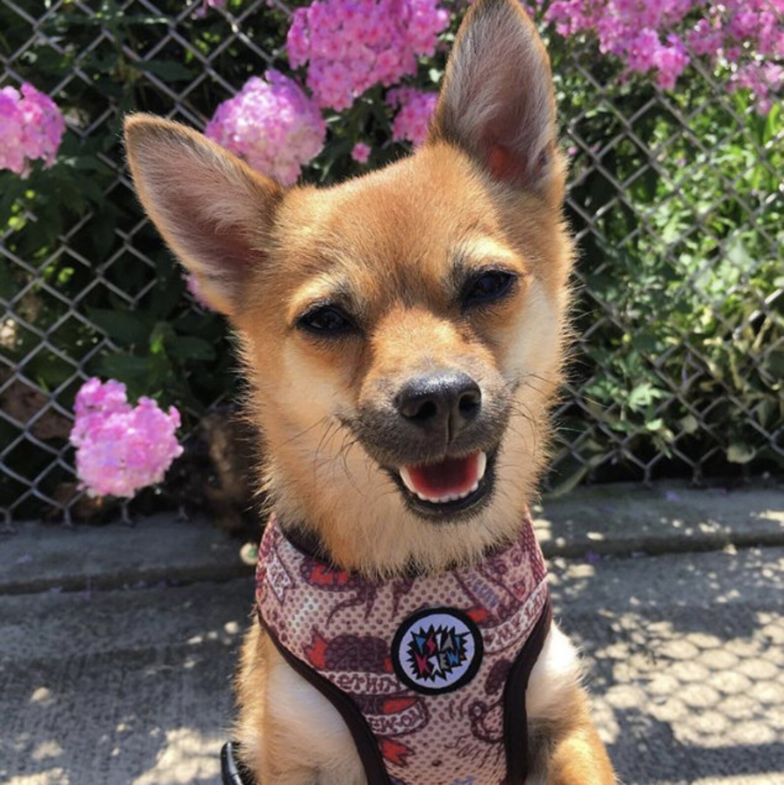 Dog Tattoo Flash Dog Mesh Harness Always Feeling Cool Super - Etsy