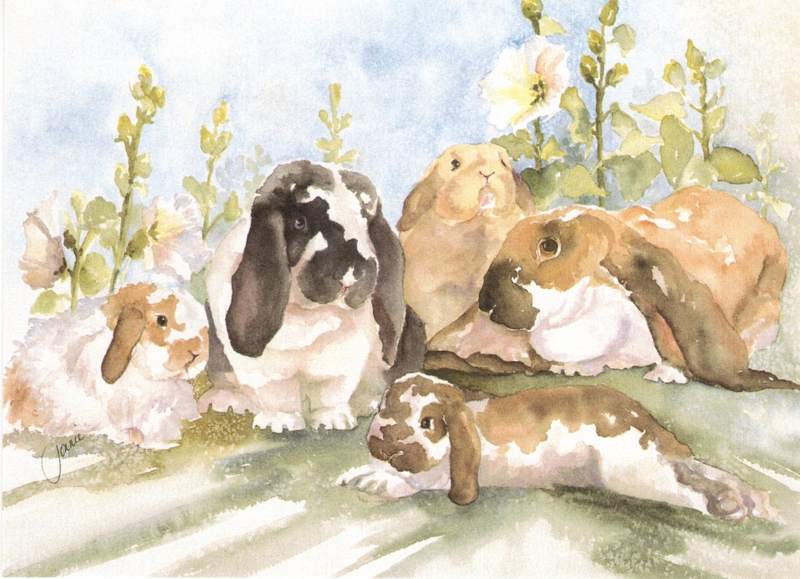 Lop Family-french, English, Holland, Mini, and American Fuzzy Lop ...