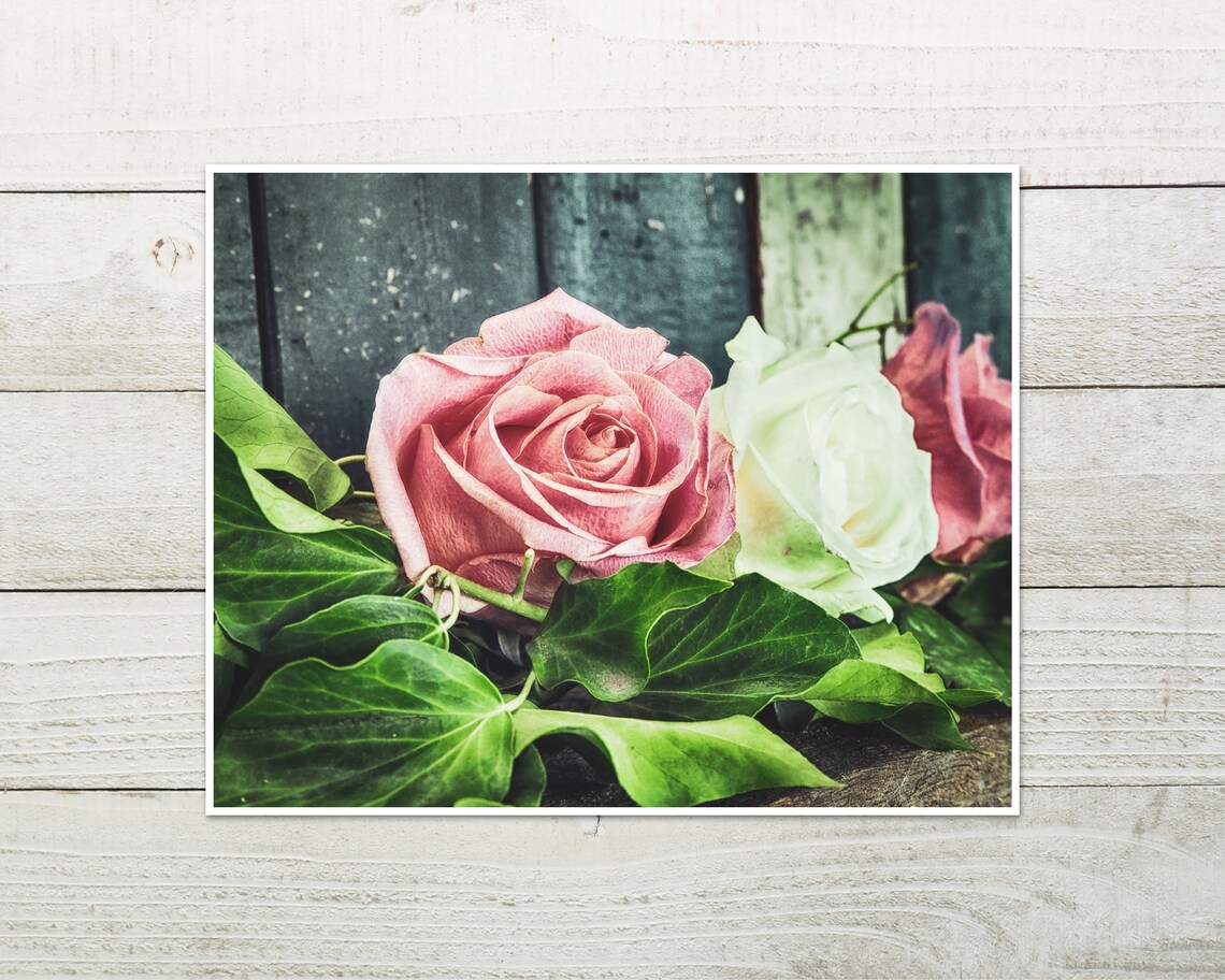 Blush Pink Rose Photo Print, Shabby Chic Roses, Floral Wall Art, Fine ...
