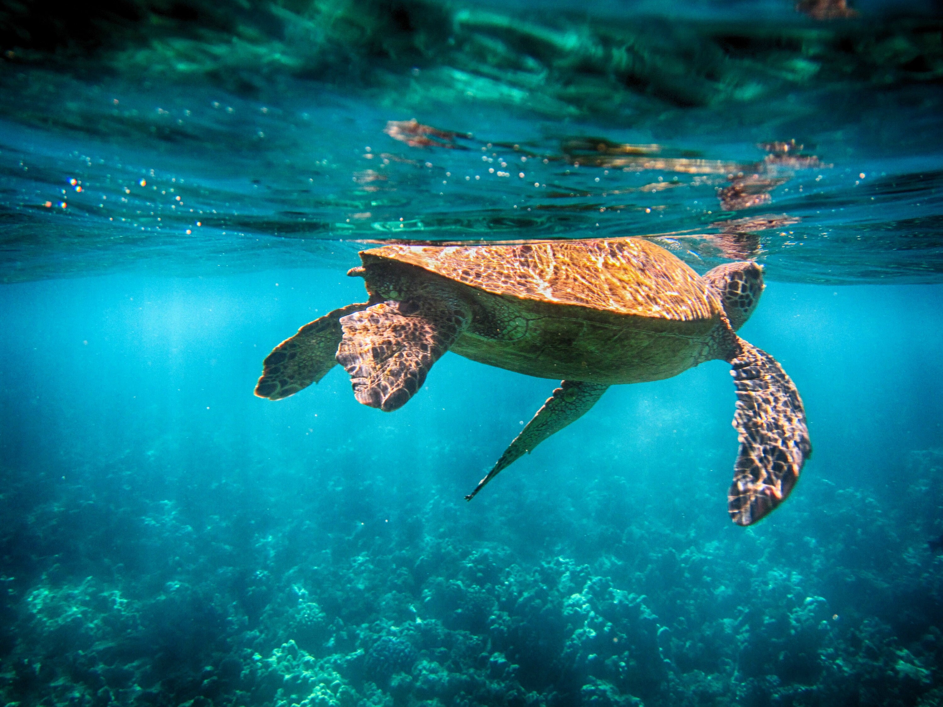 Sea Turtle Photography Print Hawaii Photo Print Coastal | Etsy